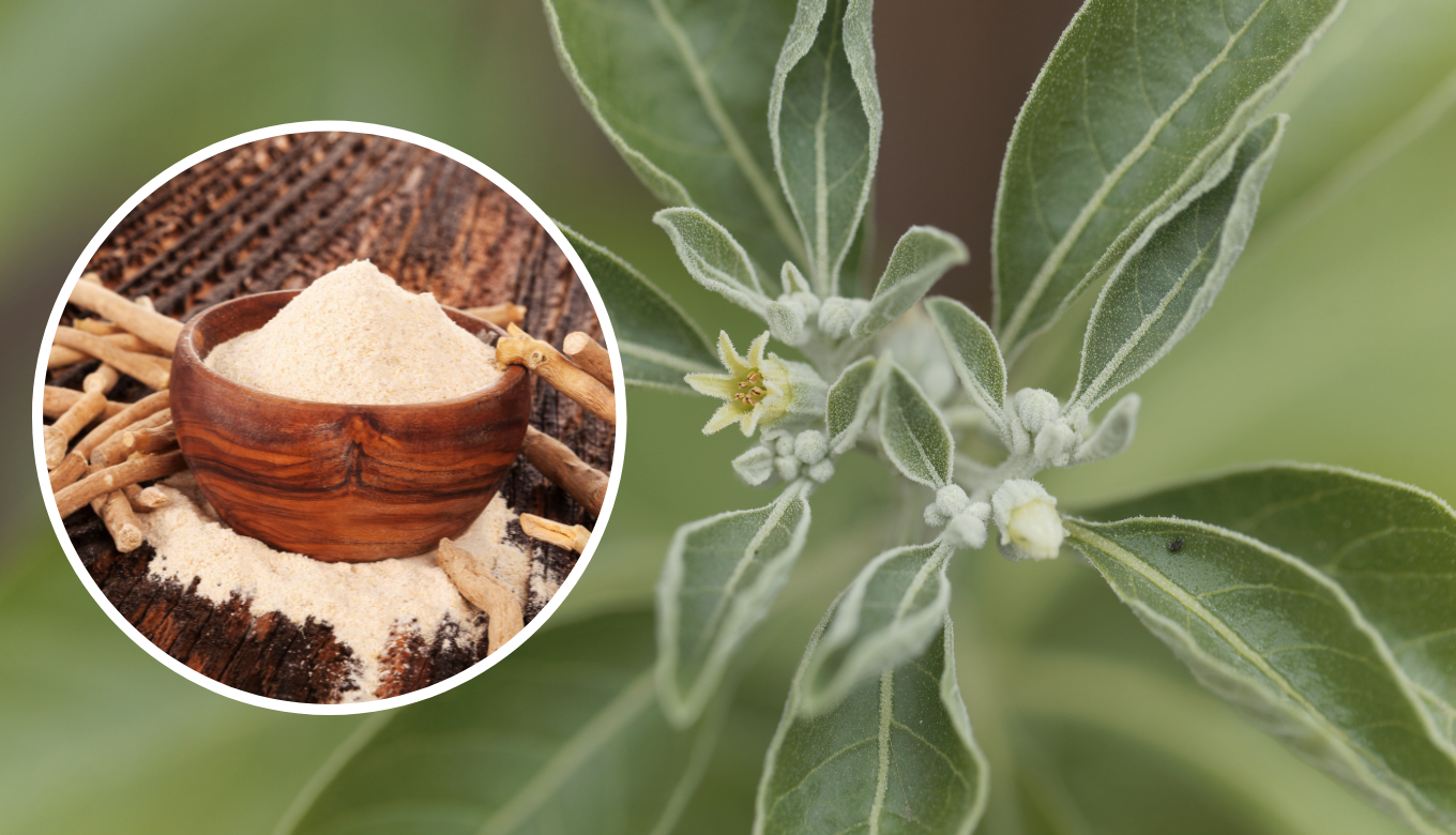 Five best supplements for insomnia - Atmantan Naturals